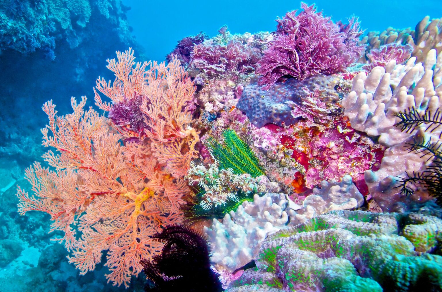 21 Fast Coral Reef Facts - Icran
