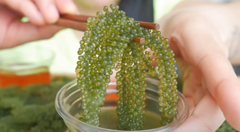 What Do Sea Grapes Taste Like? Discover Their Unique Flavor Profile - Icran