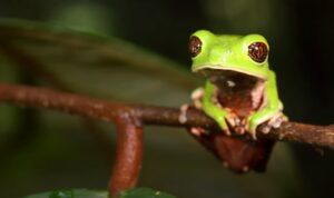 Can Frogs Feel Happy? The Surprising Emotional Life of Frogs - Icran