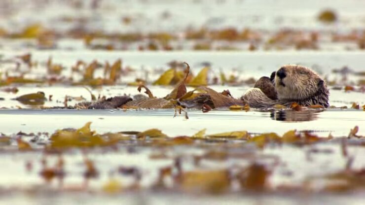 Do Otters Have Webbed Feet? - Diving into the Science!