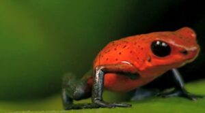 Can Frogs Feel Happy? The Surprising Emotional Life of Frogs - Icran