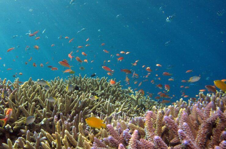 How to Compile a Photo Book of Your Best Coral Reef Shots - 2024 Guide ...