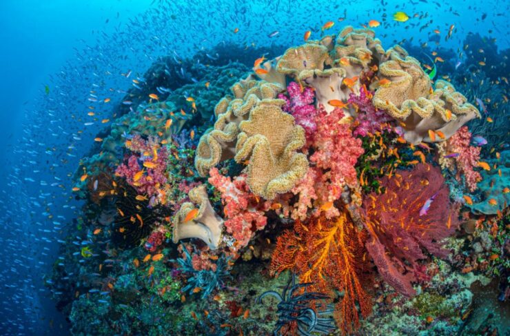 How to Compile a Photo Book of Your Best Coral Reef Shots - 2024 Guide ...