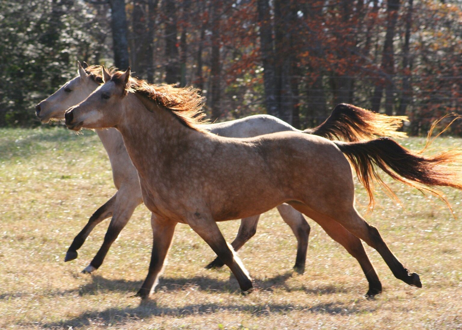 What are the Environmental Issues With Horses?
