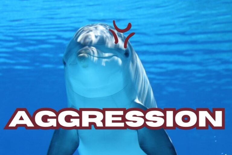 10 Disturbing Facts About Dolphins You Didn’t Know - Icran