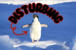 Disturbing Facts About Penguin Behavior - Icran