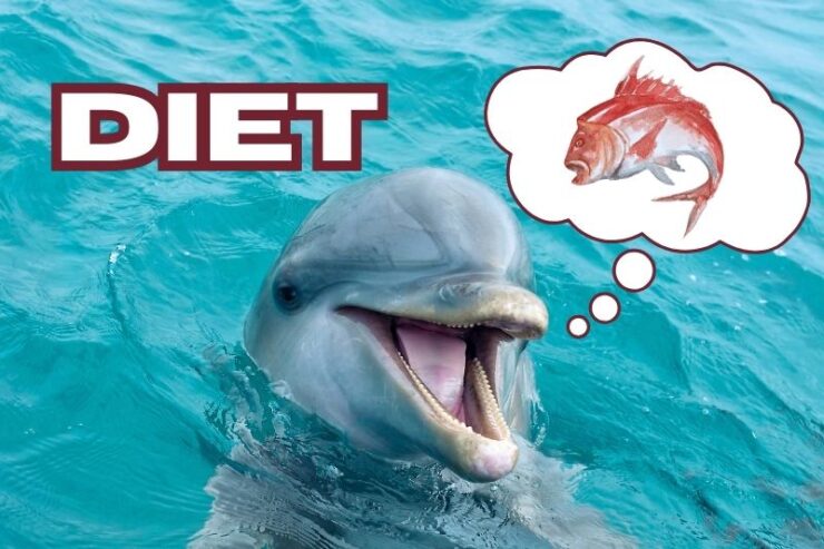 10 Disturbing Facts About Dolphins You Didn’t Know - Icran