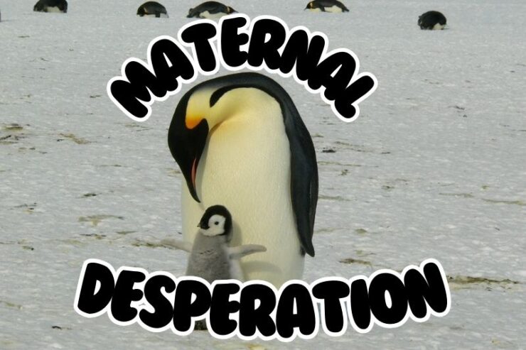 Disturbing Facts About Penguin Behavior - Icran