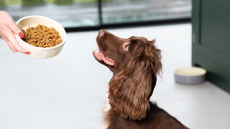 How To Feed Your Dog Correctly