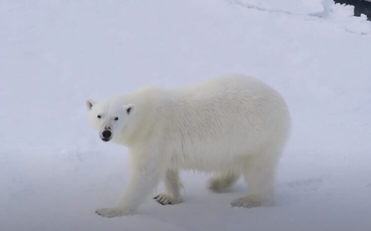 Top 10 Animals Found in Arctic Region - Icran