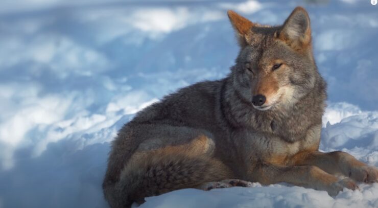 Top 10 Animals Found in Arctic Region - Icran