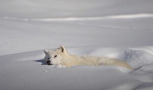 Top 10 Animals Found in Arctic Region - Icran