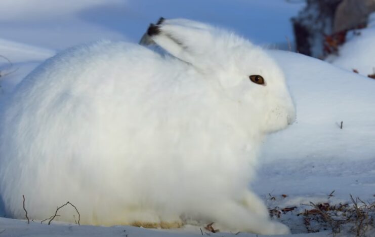 Top 10 Animals Found in Arctic Region - Icran