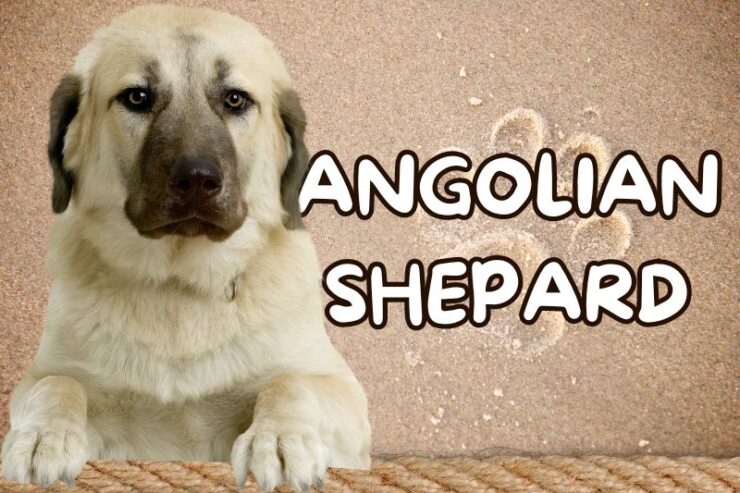 Top 10 Biggest Dog Breeds In The World - Icran
