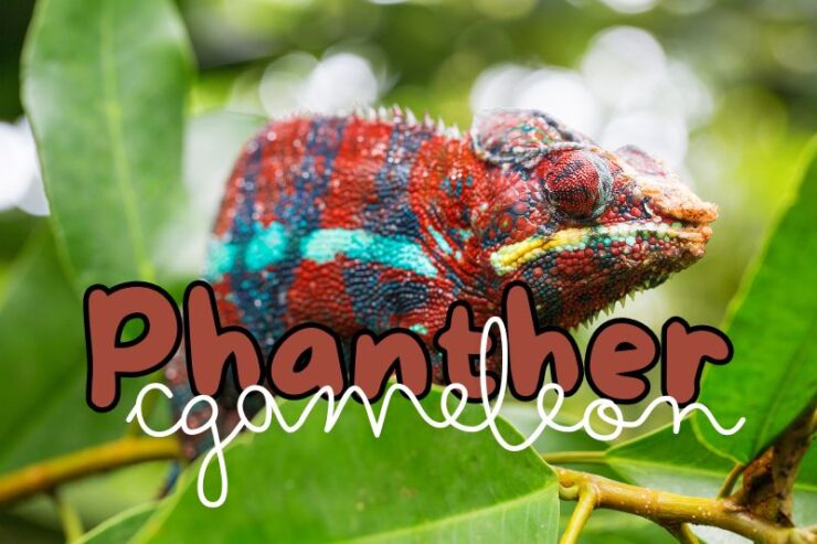 Top 10 Colour Changing Animals Around the World - Icran