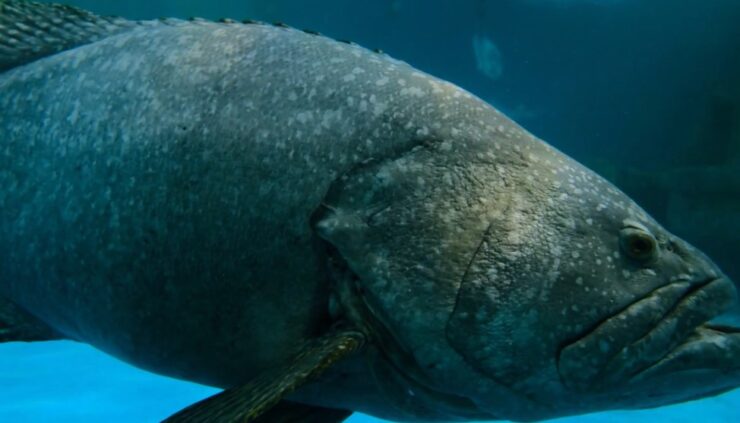 10 Largest Fresh Water Fishes in the World - Icran