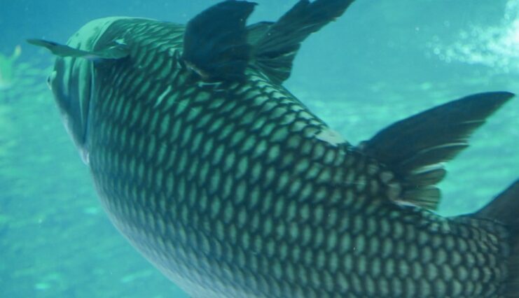 10 Largest Fresh Water Fishes in the World - Icran