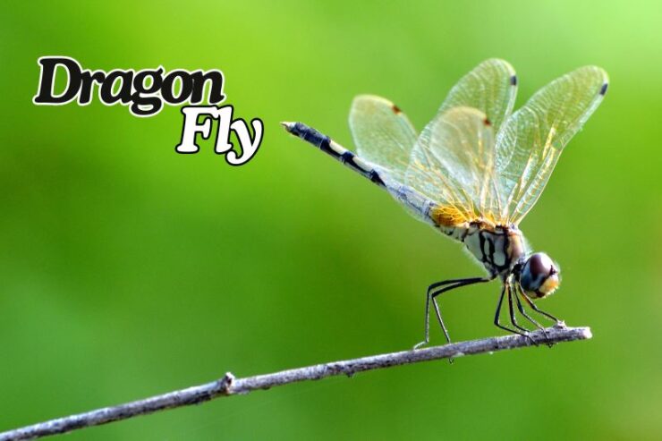 Top 10 Shortest Living Animals In The World - Icran