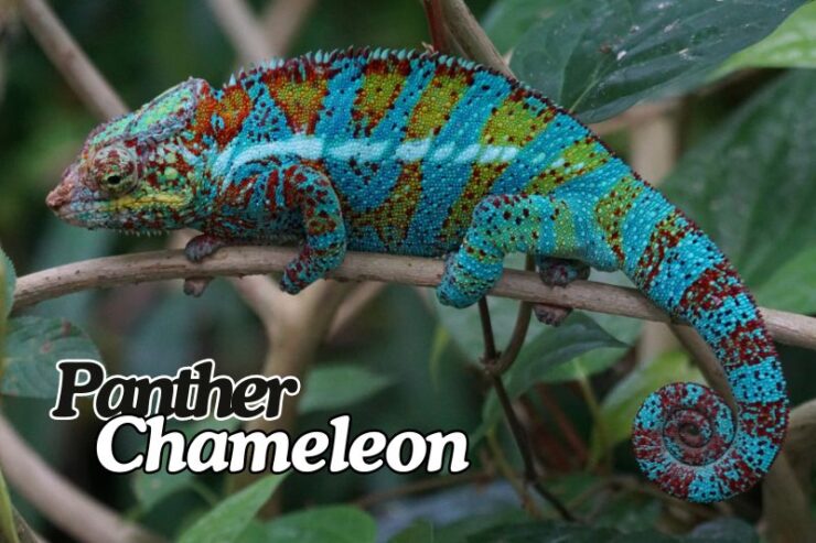 Top 10 Shortest Living Animals In The World - Icran