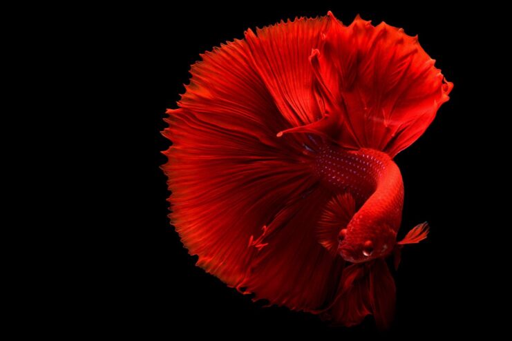 Top 10 Most Beautiful Fishes in the World - Icran