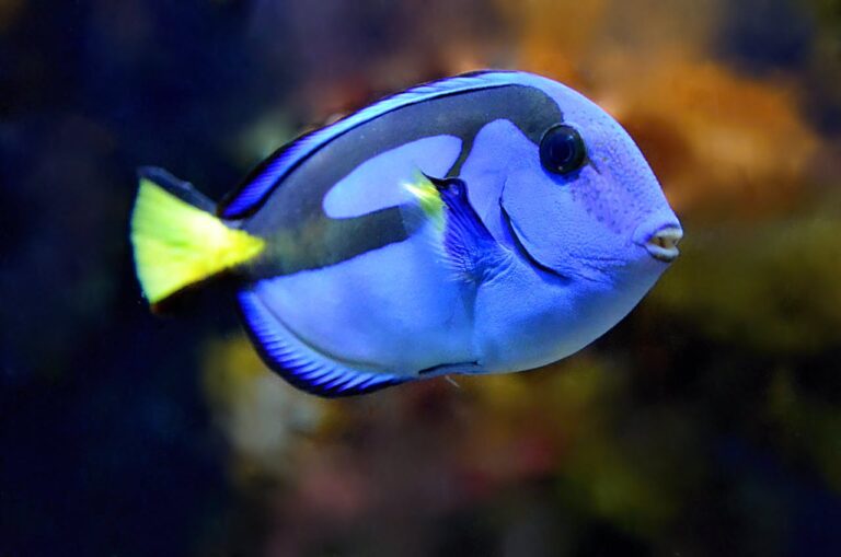 Top 10 Most Beautiful Fishes in the World - Icran
