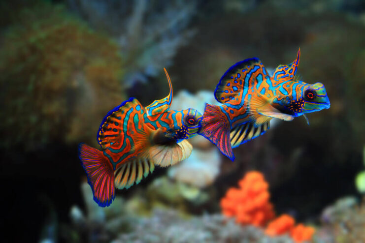 Top 10 Most Beautiful Fishes in the World - Icran