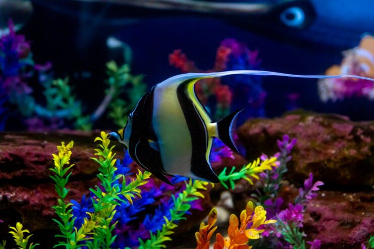 Top 10 Most Beautiful Fishes in the World - Icran
